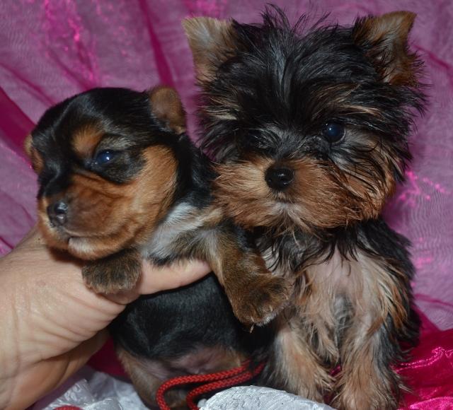 Elevage de Yorkshire terriers of Meadow Cottage